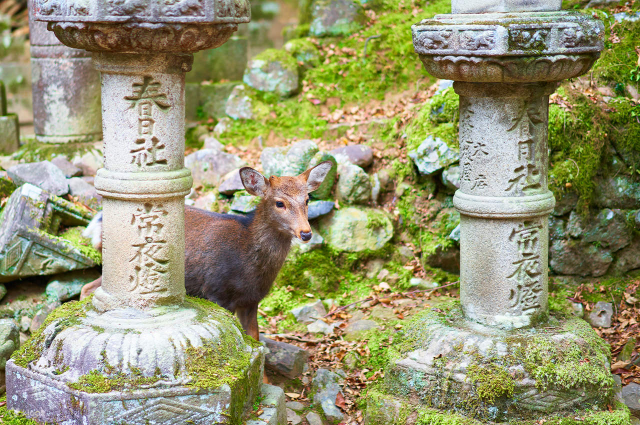 [Perjalanan satu hari ke Nara dan Uji] Kuil Byodo-in, Museum Kisah ...